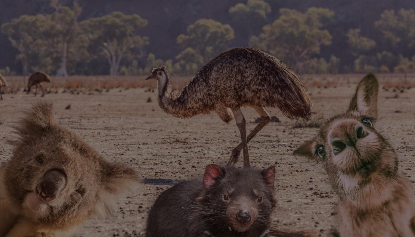 I 13 animali più curiosi del pianeta sono in Australia