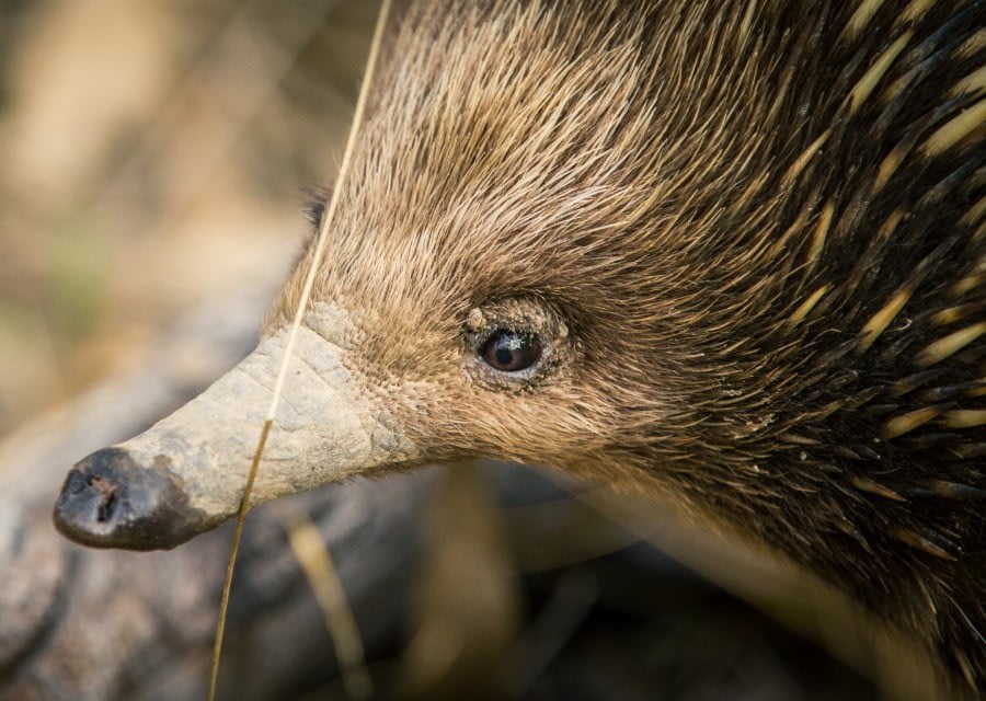 I 13 animali più curiosi del pianeta sono in Australia