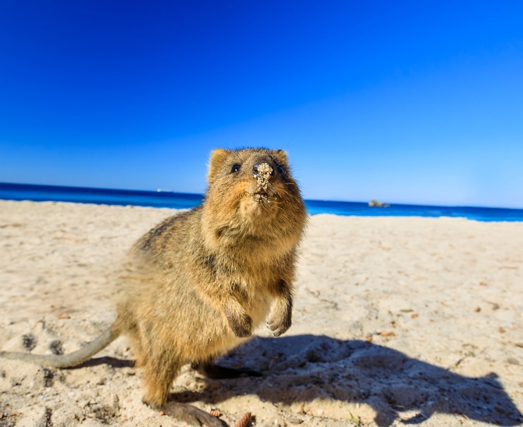 I 13 animali più curiosi del pianeta sono in Australia