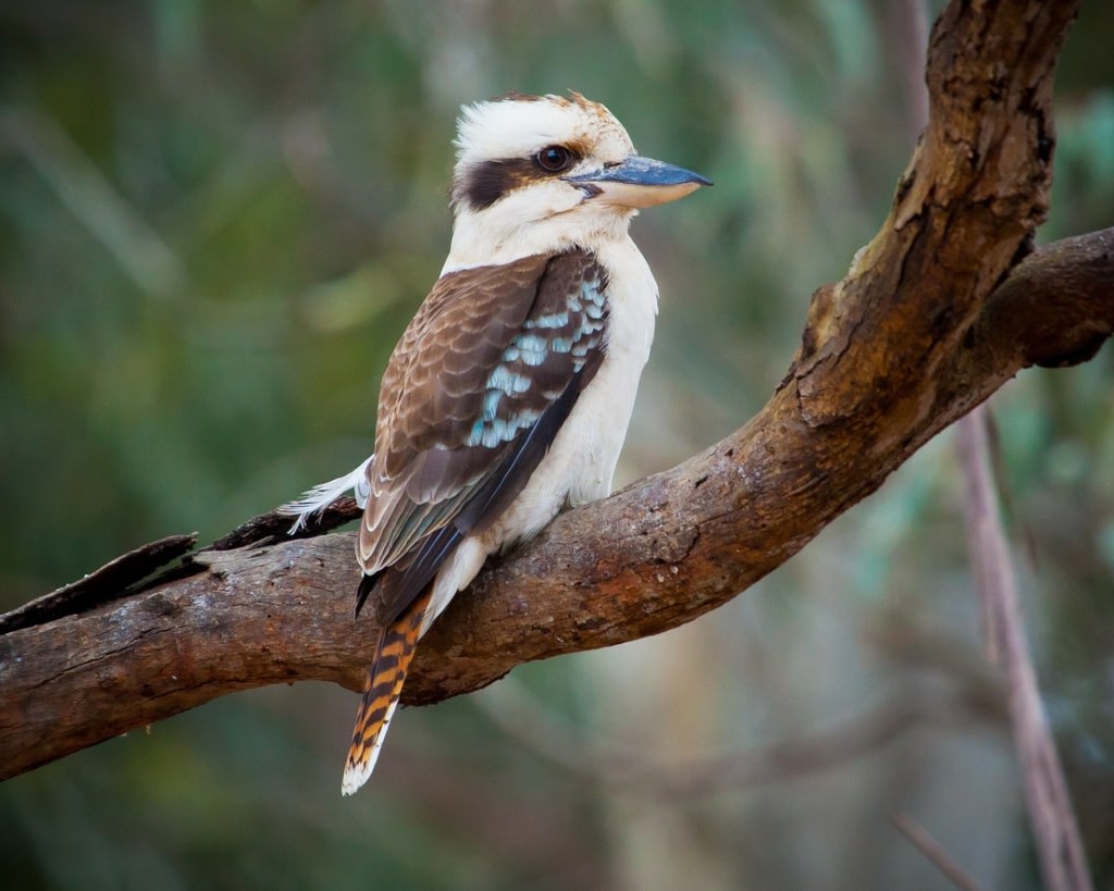 I 13 animali più curiosi del pianeta sono in Australia